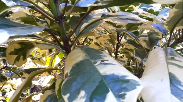 আঠা দিয়ে পাখি ধরে যে প্রাণীখেকো ভয়াবহ গাছ – চ্যানেল আই অনলাইন