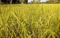 মান্দা উপজেলায় বিল উথরাইলে জলাবদ্ধতা, ধান ঘরে তুলতে পারছেন না কৃষক ...