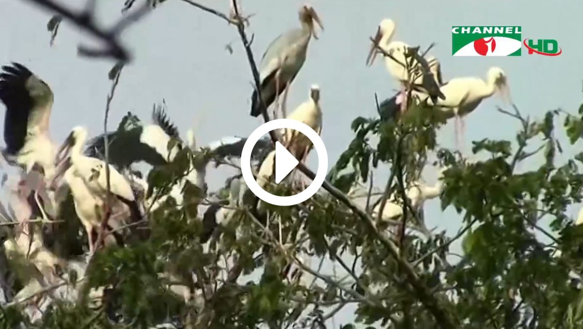 উত্তরাঞ্চলে ১৫ বছরে বিলুপ্ত অসংখ্য পাখি – চ্যানেল আই অনলাইন