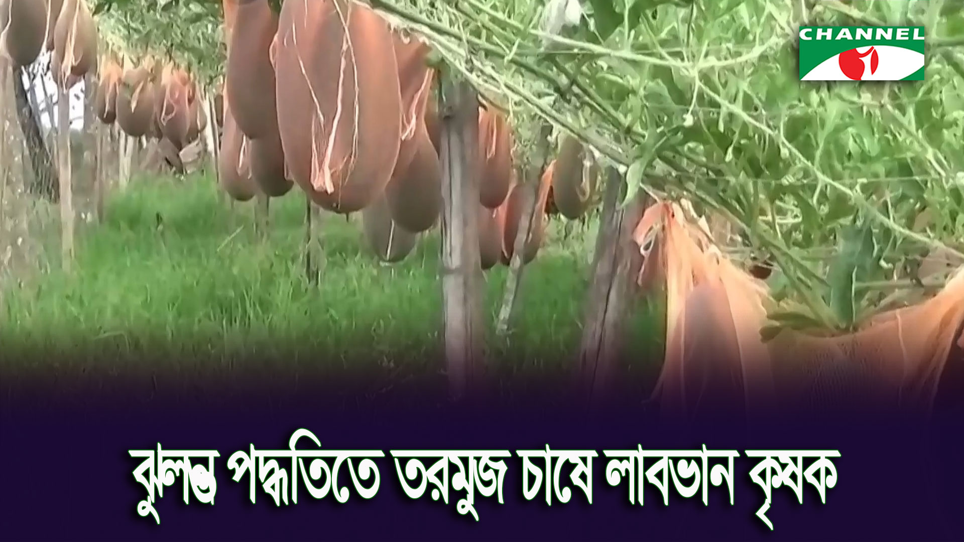 বাগেরহাটে ঘেরের আইলে অসময়ের তরমুজ | চ্যানেল আই অনলাইন